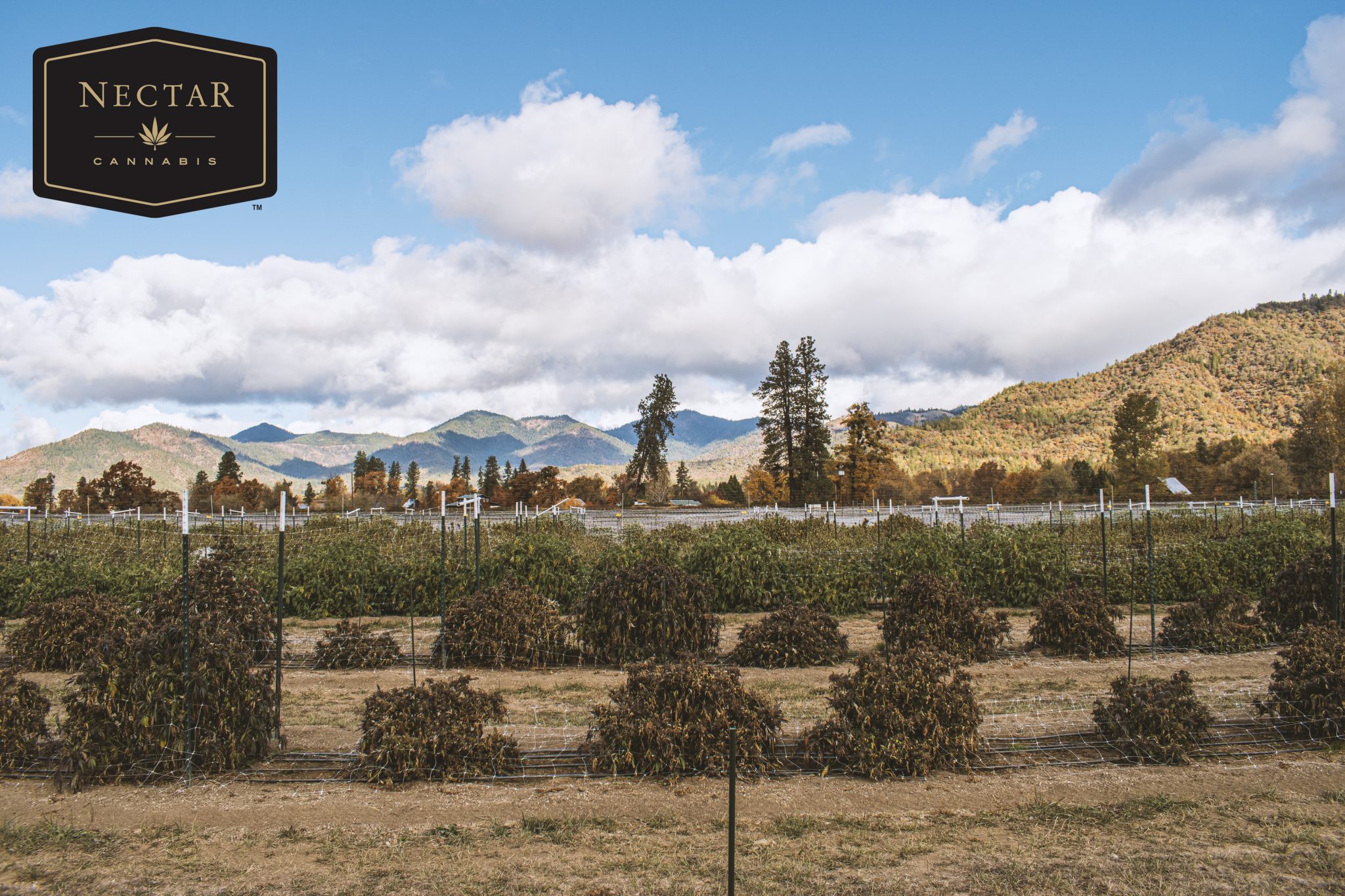 How Nectar’s 11 Brands Are Shaping Cannabis | Nectar