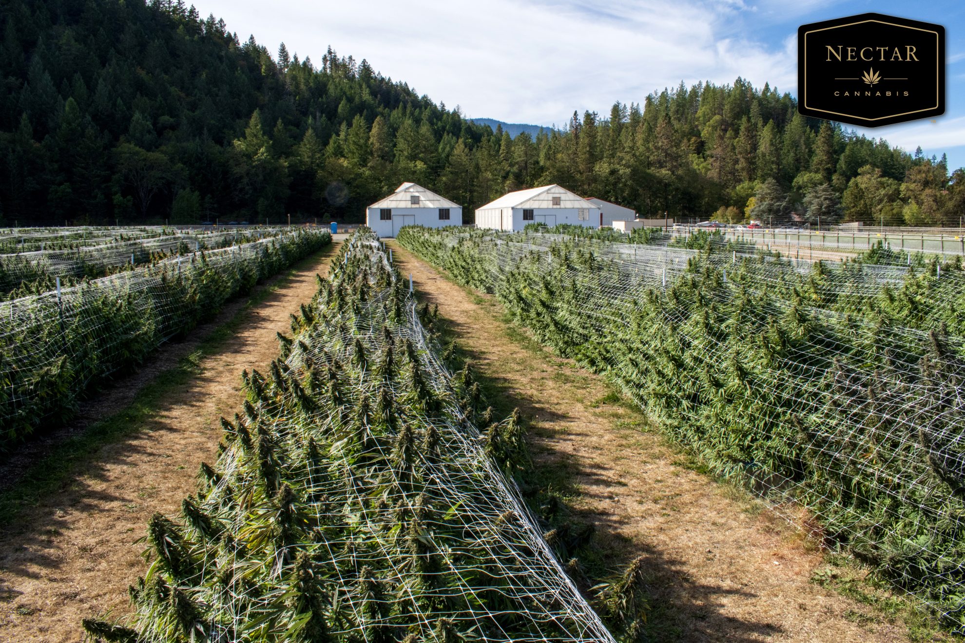 Landrace Strains: Origins of Today’s Hybrids | Nectar