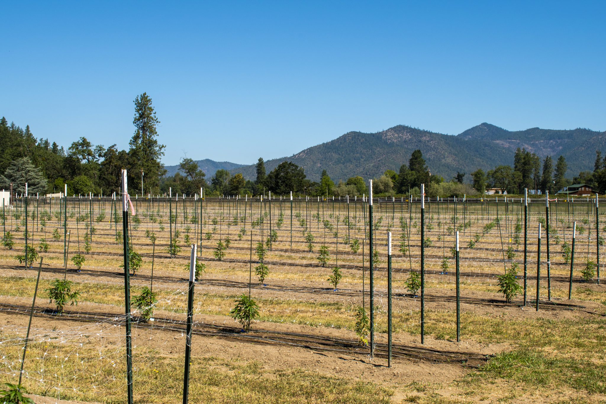 Nectar News :: Nectar Oregon | Marijuana Dispensary