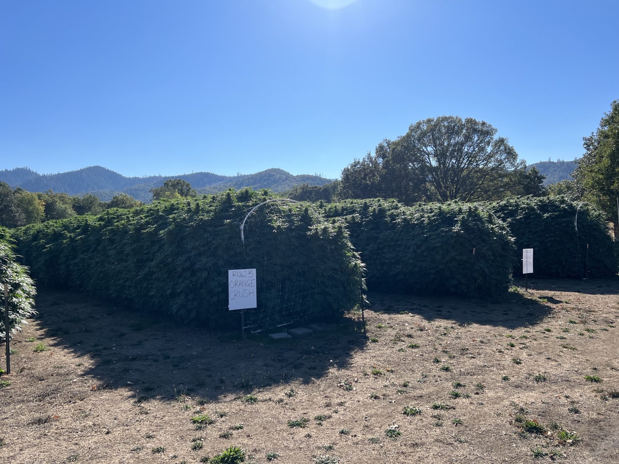 What Are Trichomes? Cannabis Basics Explained | Nectar